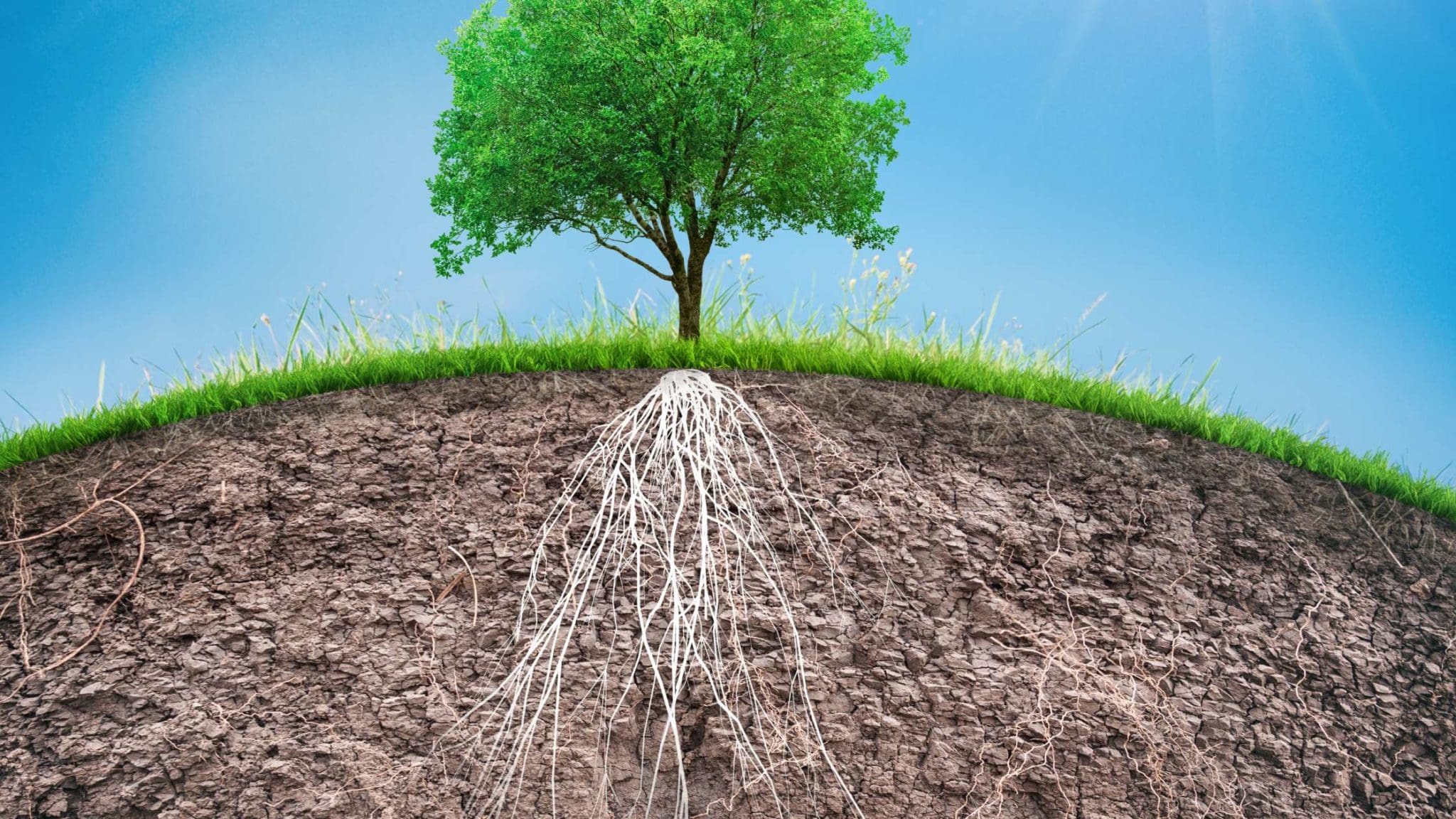 Root Barriers: How they Work, and How We Install Them | Houston ...